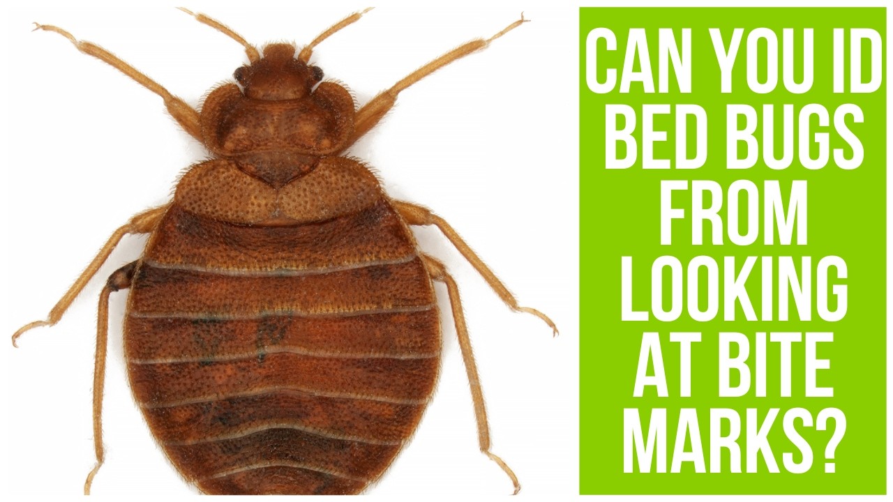 Bed Bug Bites: How to ID Them (NYC Pest Expert Explains)
