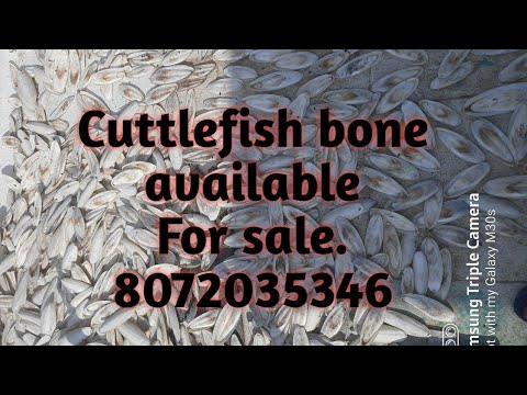 cuttle Fish bone available for sale ph.8072035346