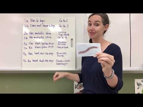 How to Make Dichotomous Keys
