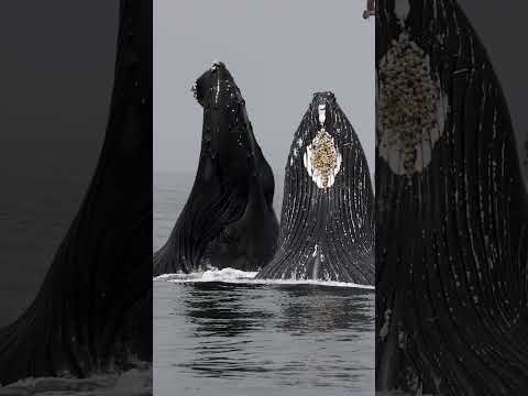 SURPRISING HUMPBACK WHALE LUNGE FEEDING IN FRONT OF WHALE WATCH BOAT