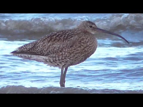 Swansea – Glamorgan Bird Club