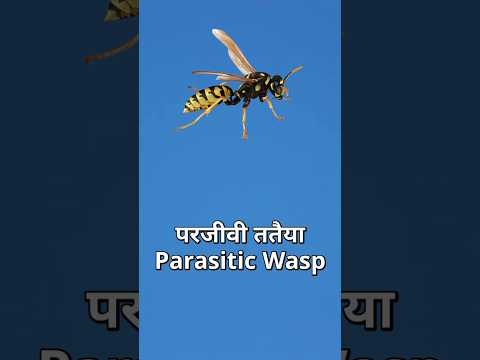insect Name in hindi and english for kids #insects #bug #kidslearning