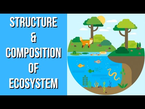Structure & Composition of Ecosystem | Environmental Science | EVS | Letstute