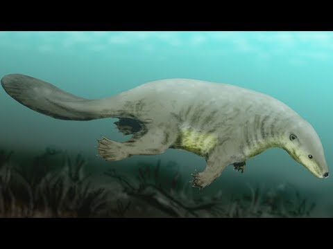 Jurassic Castorocauda mammals, video | Dear Kitty. Some blog
