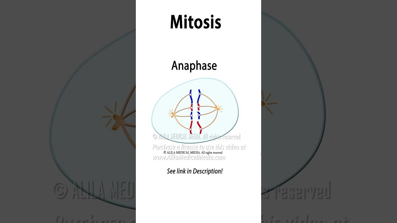 Mitosis Animation  #science #medicalanimation #celldivision  #biology #mitosis #cellbiology