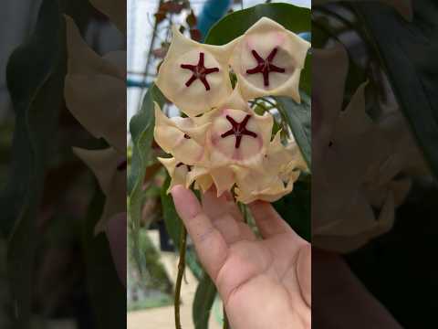 Large flowering Hoyas always get attention #houseplants #hoya