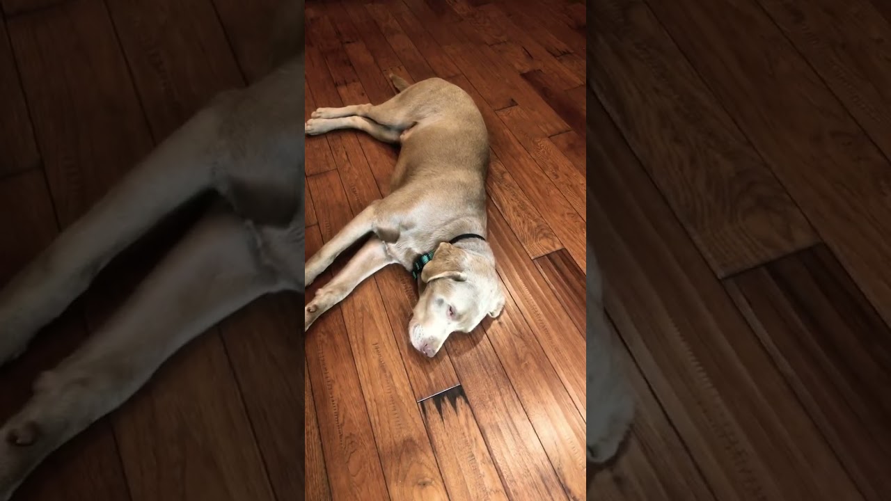 My silver lab. Puppy ￼