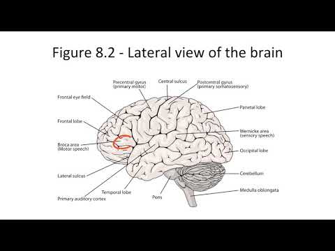 Aphasia for the USMLE Step 1