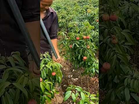 Grow A Lychee Tree And It Will Bring You Fruits For Many Generations #satisfying #fruit