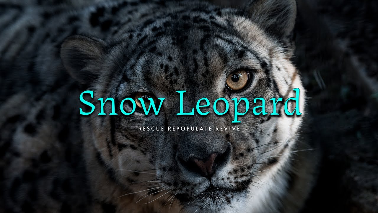 The Silent Roar: Saving Snow Leopards from Extinction
