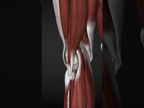 What is a baker's cyst ?
