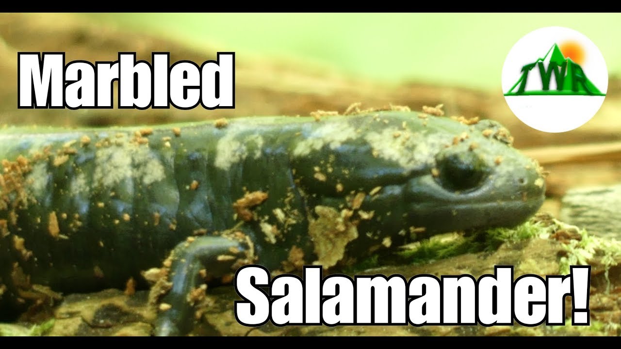 The Marbled Salamander: Everything You Need To Know!~4k