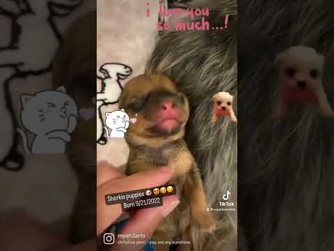 Shorkie puppy 🐶 aka Prince 👑😍 #shorkie #shorkiepuppy #puppy #puppylove #fyp #viral