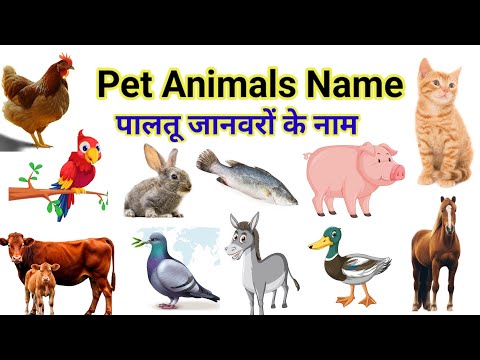 Pet Animals Name | Pet Animals with pictures | पालतू जानवर | Domestic Animals| Learn animals names