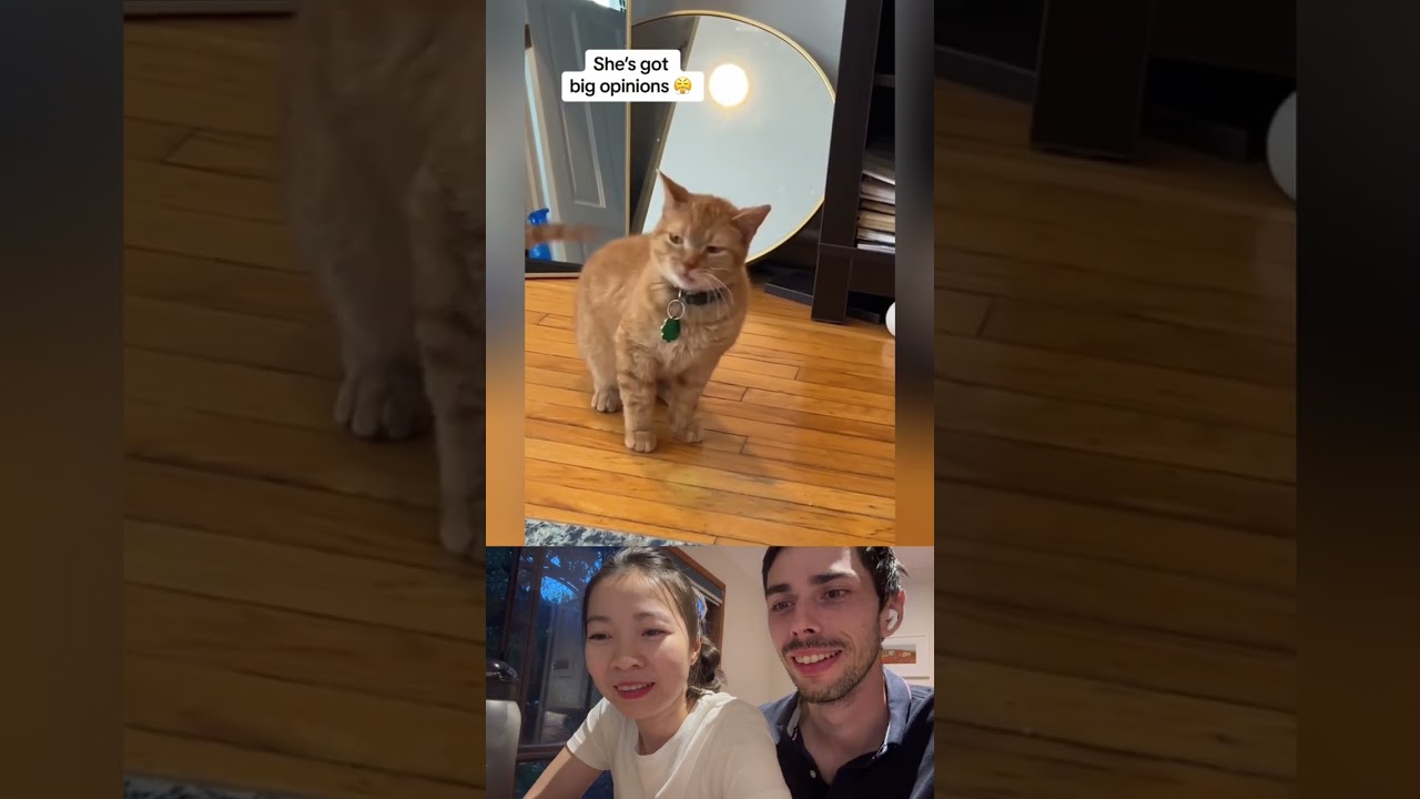 All orange cats share one single brain cell