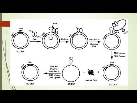 Rolling Circle Replication and Inhibitors Of Replication