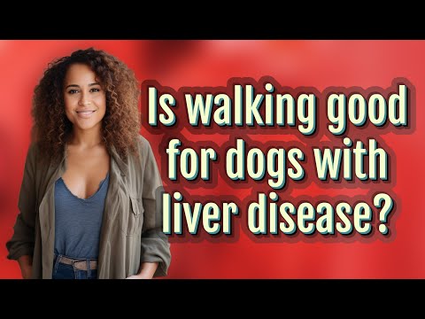 Is walking good for dogs with liver disease?