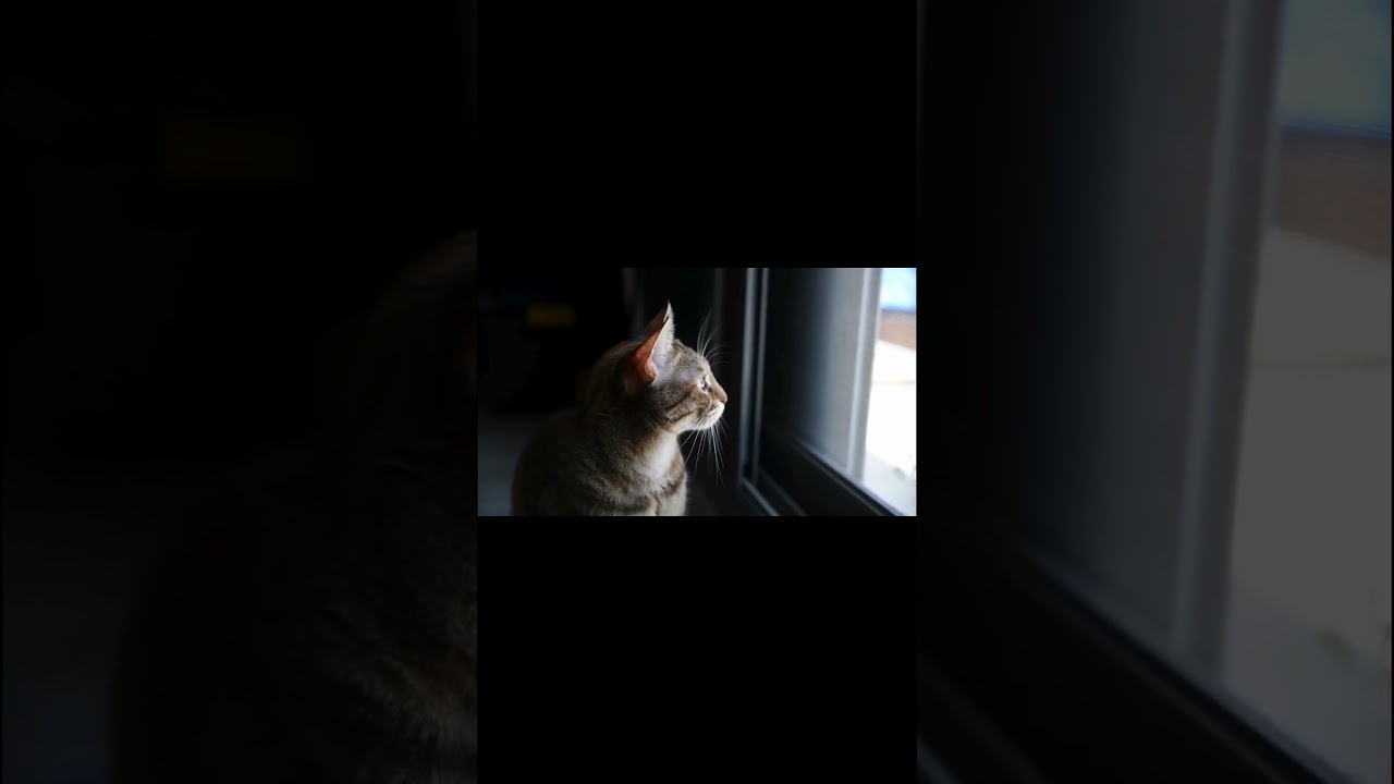 How to Keep Your Cat at Home! #catcare #catlover