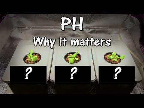 Growing Lettuce With Different PH Levels