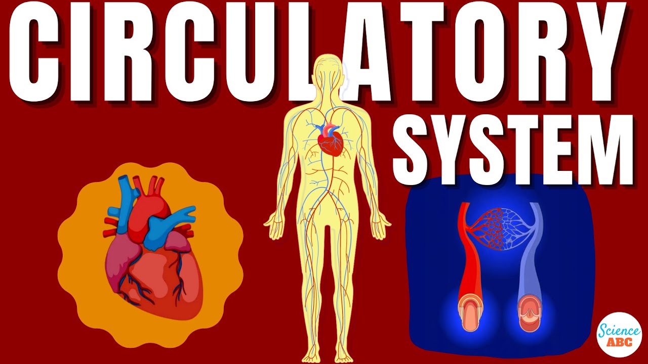 How Does the Circulatory System Function in Humans? - RobinAge