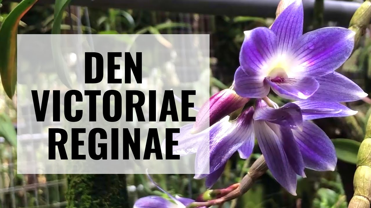 Dendrobium Victoriae Reginae || ORCHID CARE #CareCollab