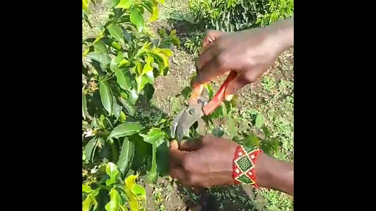 Coffee Tree Pruning: The Secret to Better Coffee (and More of It!)