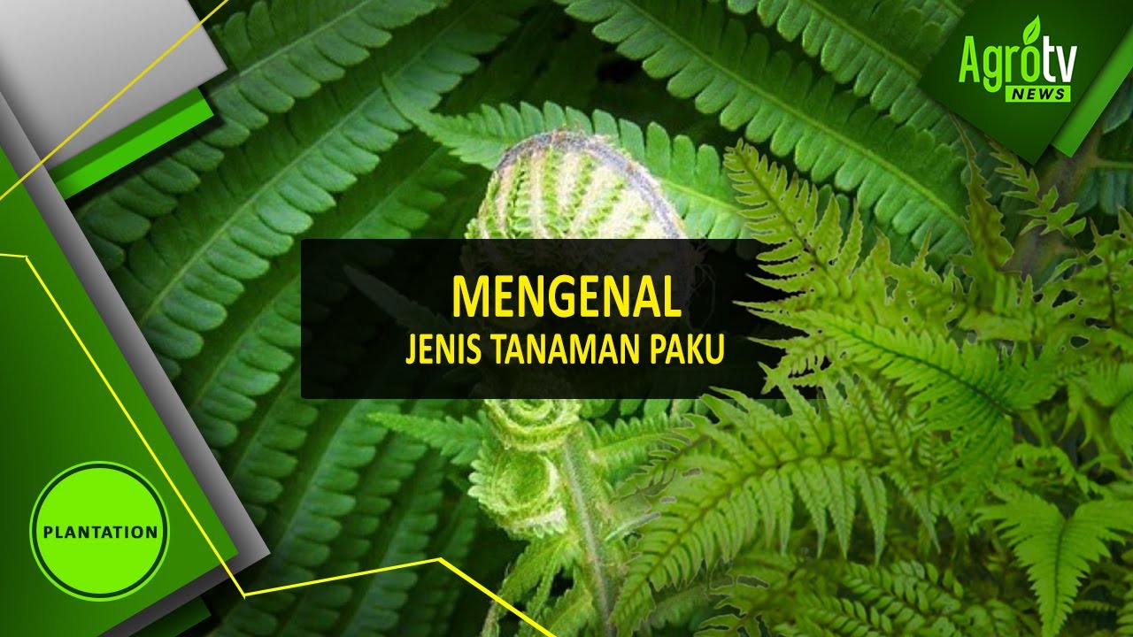 MENGENAL JENIS TANAMAN PAKU