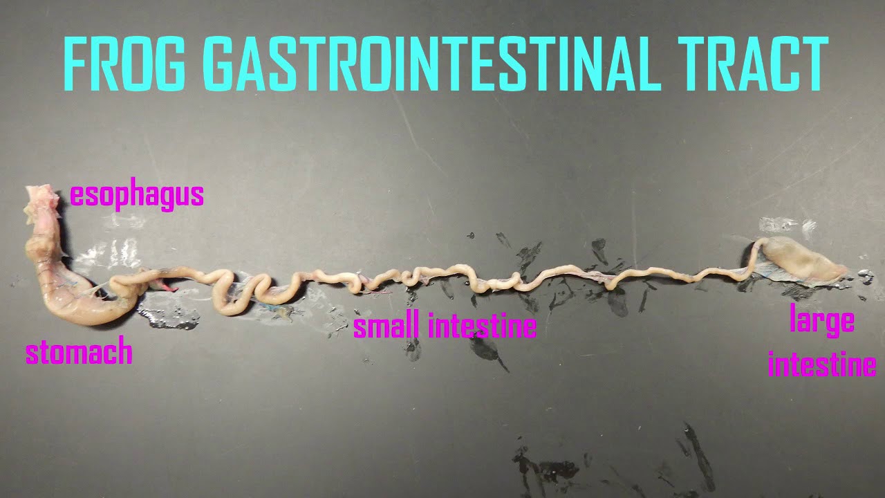 frog digestive system