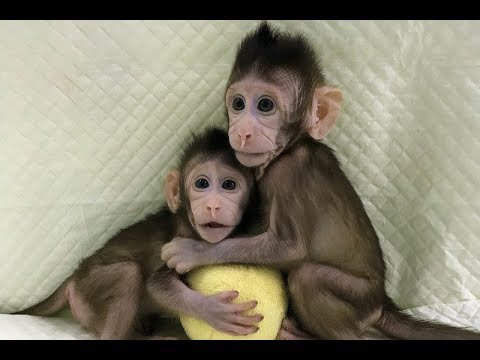 First monkey clones created in China and they are amazing!