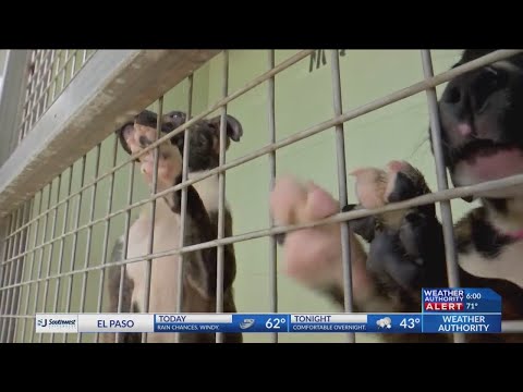 City closes animal shelter to combat distemper, strep zoo