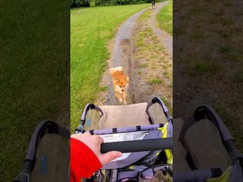 Can you believe this dog? π𦽠#pomeranian #walks