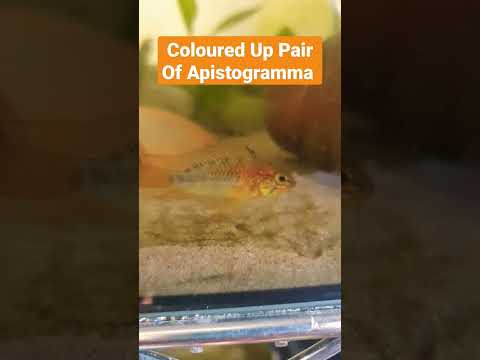 STUNNING Pair of Apistogramma Macmasteri