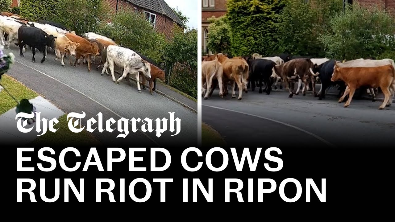 Watch: Cows stampede down suburban street in Yorkshire town