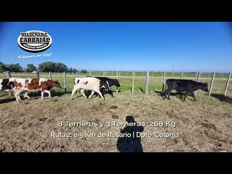 Ent. 23 (Cert - 7515) - 8 Terneros y 3 Terneras 268 Kg