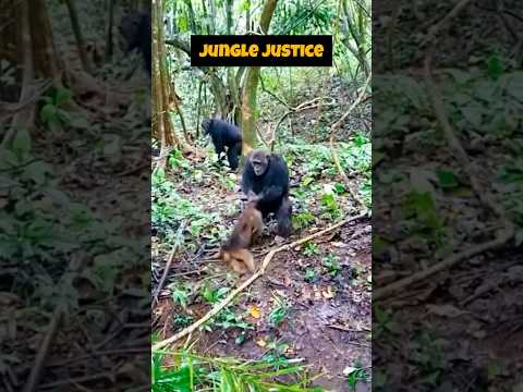 The Epic Battle Between Chimpanzees and Monkeys