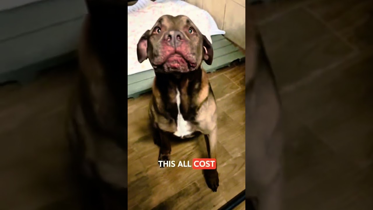 New York Bully Crew Sanctuary