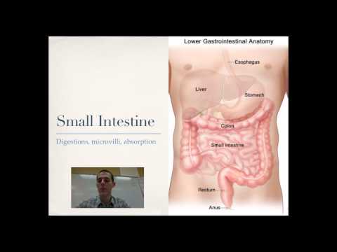 Animal Nutrition
