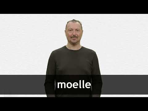 English Translation of “MOELLE” | Collins French-English Dictionary