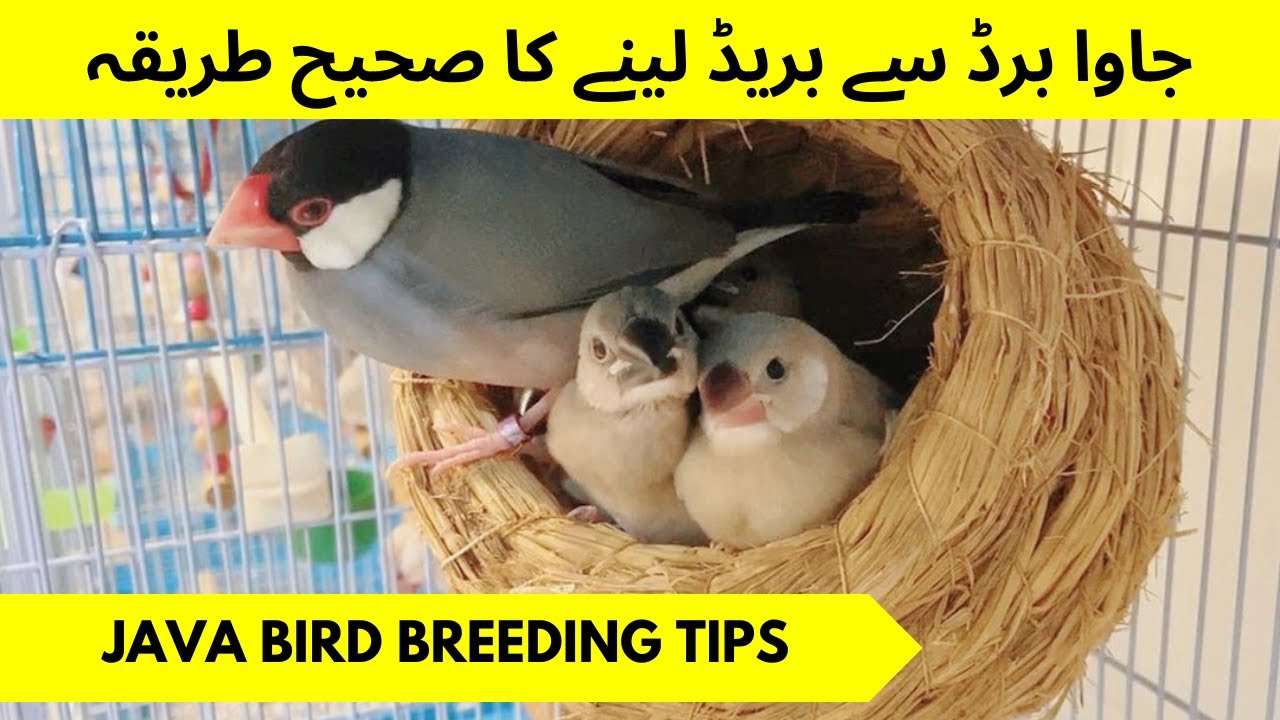 Java sparrow breeding tips | java bird breeding information