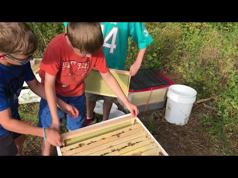 Jayden’s Bees - 24 Days Hive Inspection