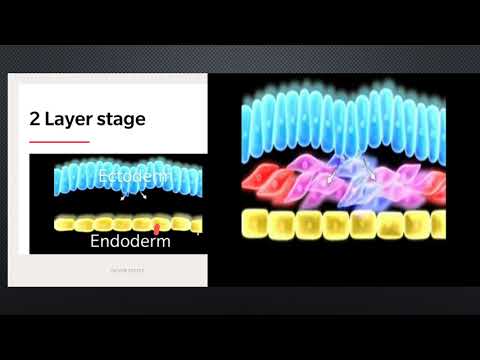 Blastulation and Gastrulation