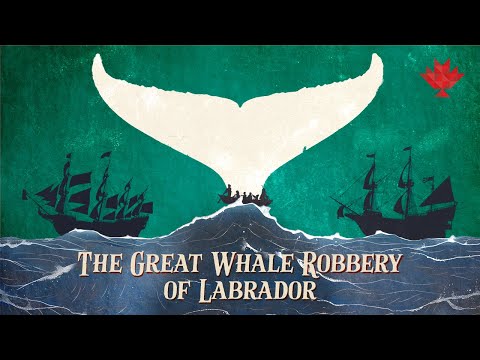 The Great Whale Robbery of Labrador | A Long Lost Tale of a Stolen Whale in Red Bay, NL