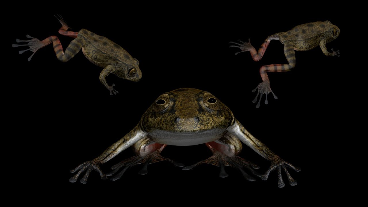 Jumping Frog - Common Toad