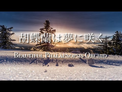 Beautiful Phalaenopsis Orchid: Japanese-style music of ephemeral and beautiful piano and strings