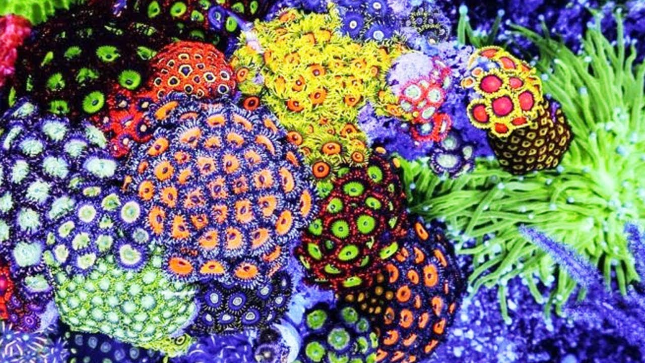 10 PRETTIEST Coral Reefs on the Planet