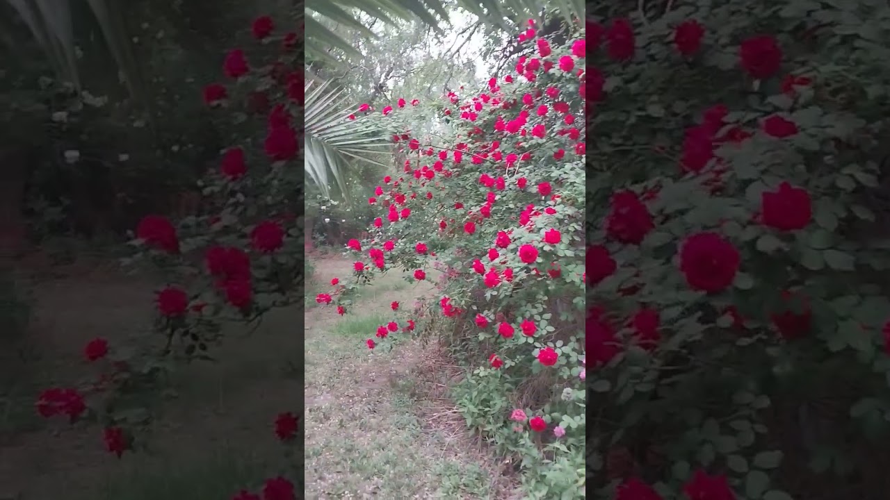 Flores y rosas rojas #natural #flores #flowers #redrose #rosasrojas