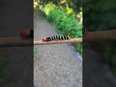 Costa Rican Caterpillar....what is it? #caterpillar