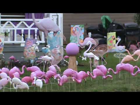 First Flamingo Display of 2019