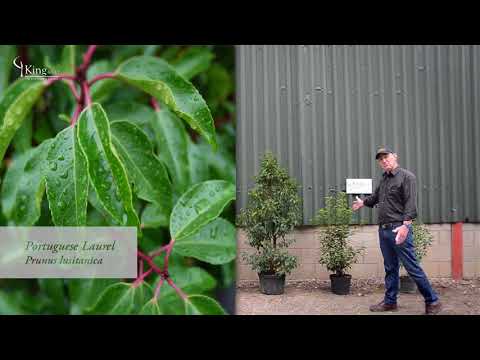 Laurel Hedge Information and Advice about Cherry Laurel and Portuguese Laurel