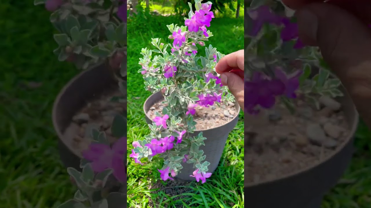 What do you want to do to always have beautiful ash trees full of flowers?